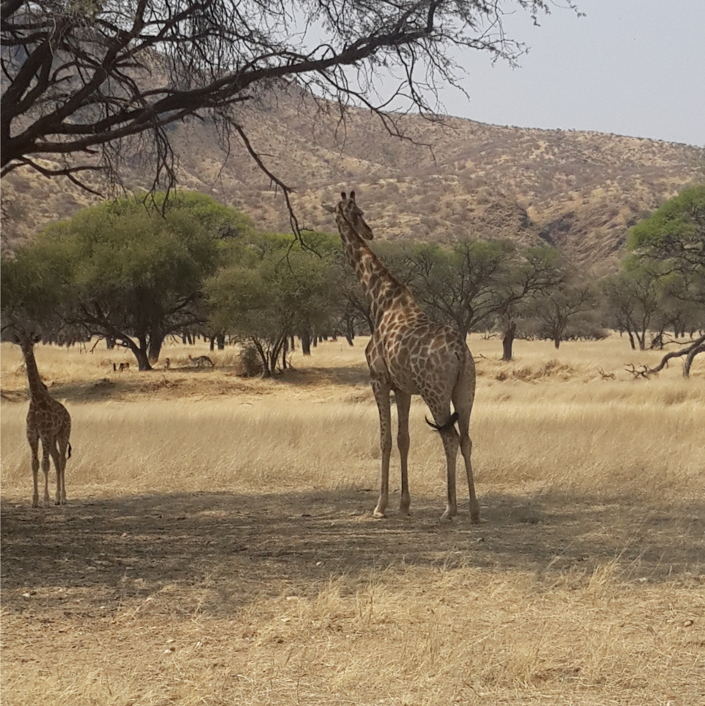 Benny Transfers Namibia - airport transfers & shuttle Windhoek